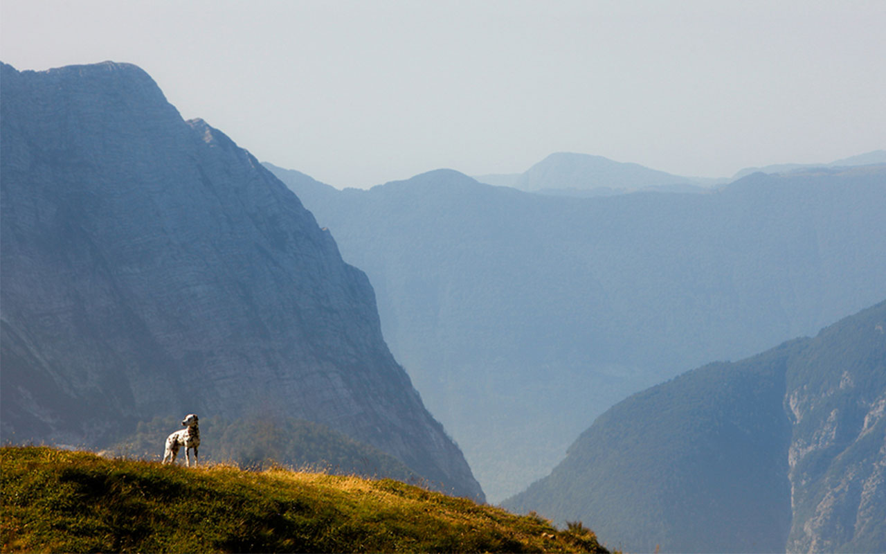 The Roman Review: It’s Lonely at the Top - TechNation